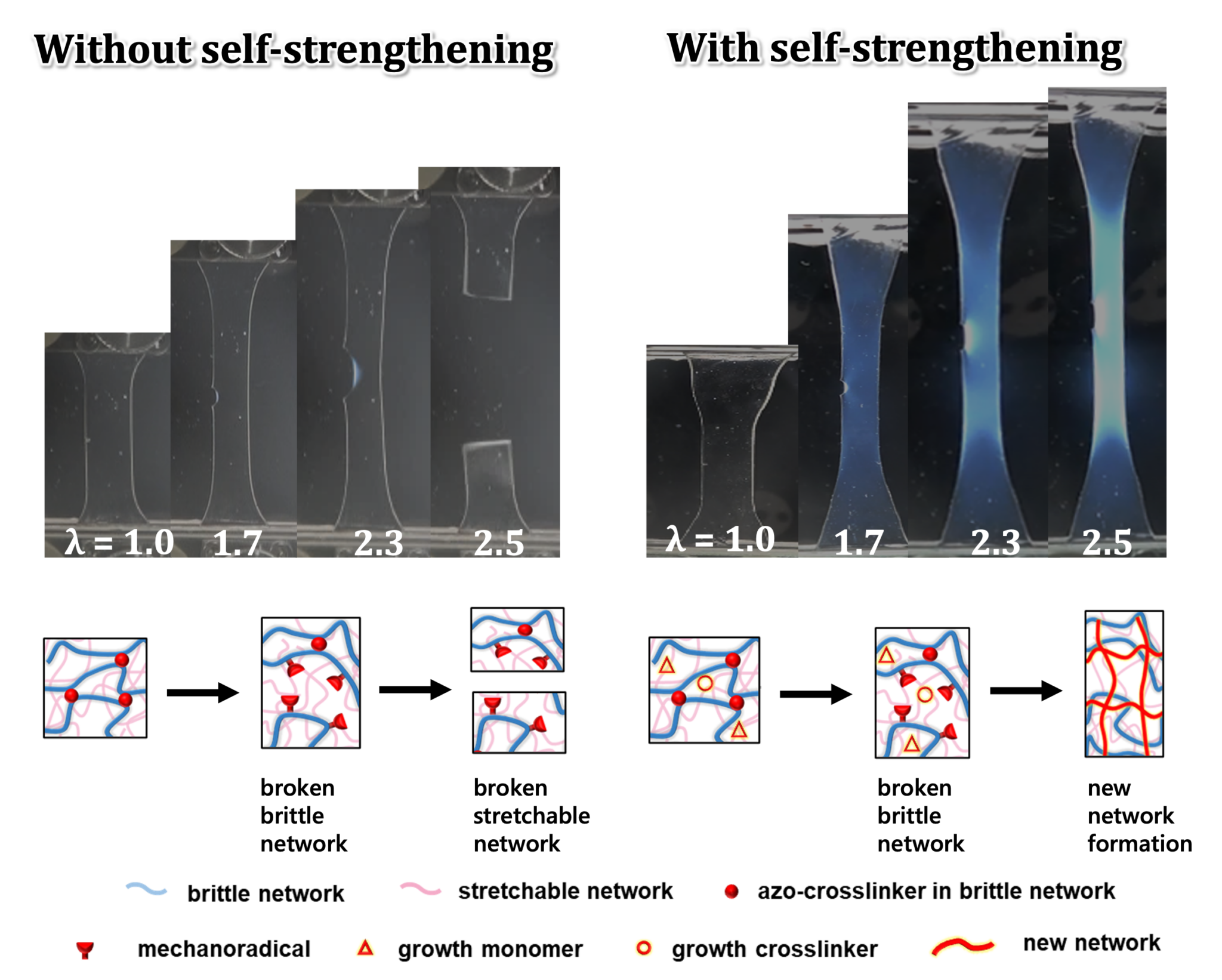 Press Release Double network hydrogel polymers with rapid self ...